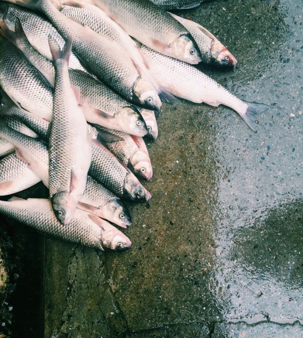 Baked fish with Molasses – Candid Life Journeys